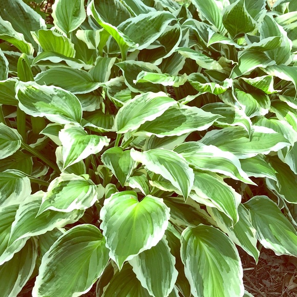 Accents | 4 Mature Gorgeous Variegated Mounding Hosta | Poshmark
